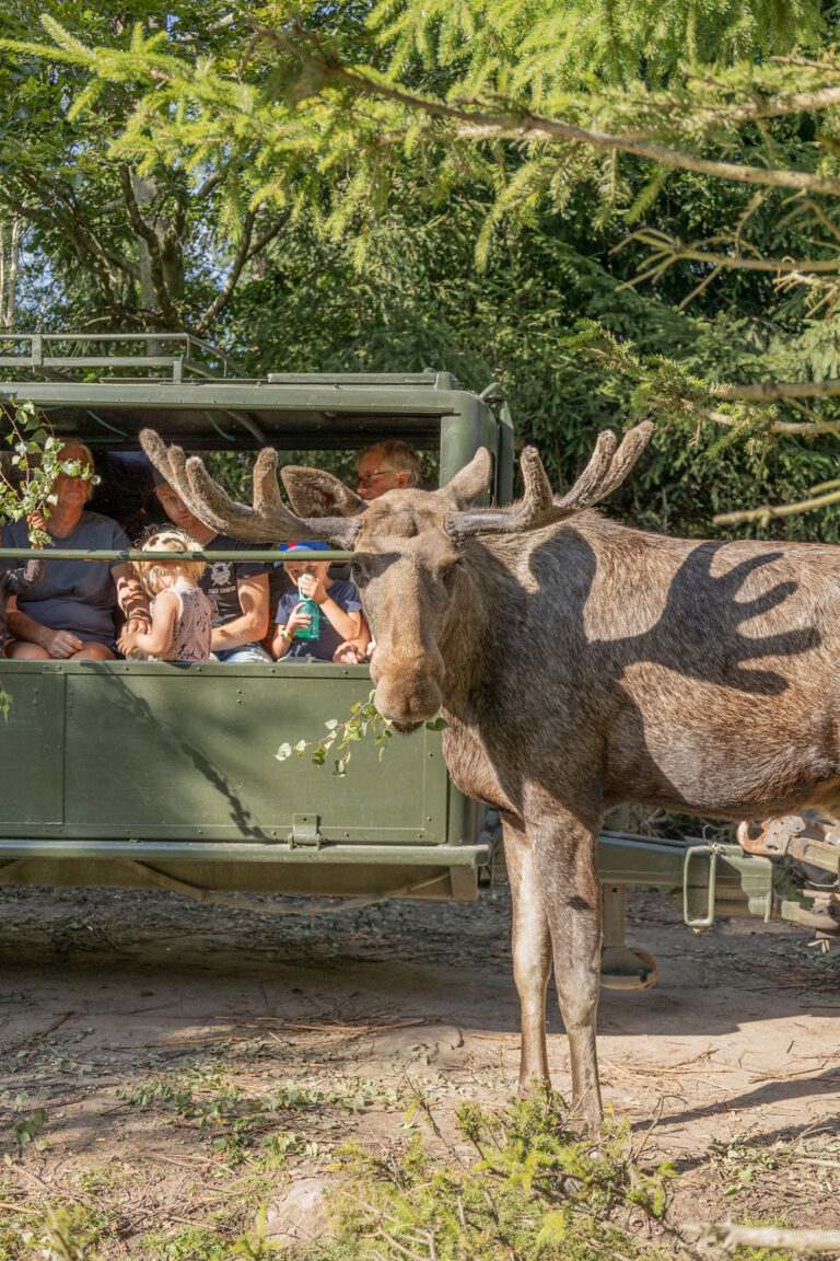 Our animals - Glasrikets Älgpark