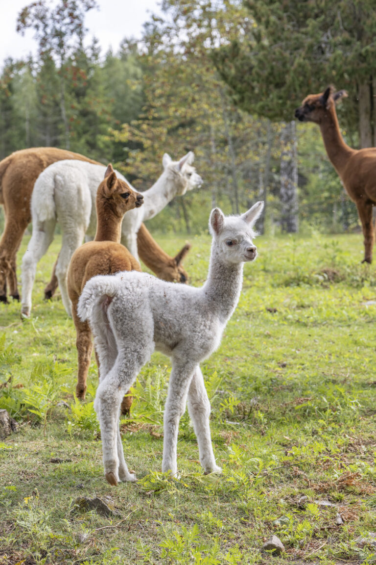 Alpackavandring | Glasrikets Älgpark i Nybro - SMÅLAND